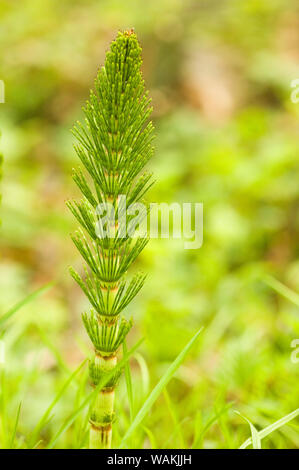 Issaquah, Washington State, USA. Common Columbine flowers Stock Photo ...