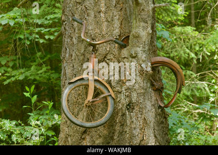 Vashon Island, Washington, USA. Old bike grown into a tree. This is a form of arborsculpting ...