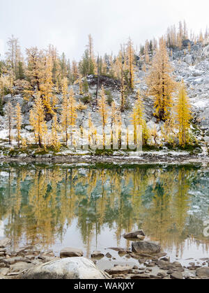 Larch trees at Leprechaun Lake in the Enchantment Lakes wilderness in ...