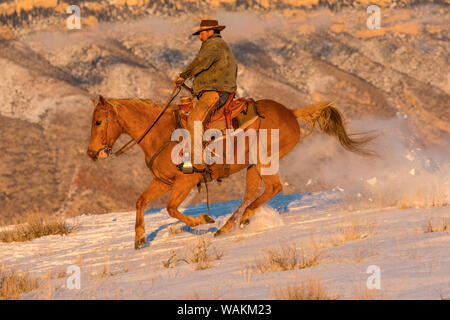 Cowboy horse drive on Hideout Ranch, Shell, Wyoming. Cowboy riding his ...