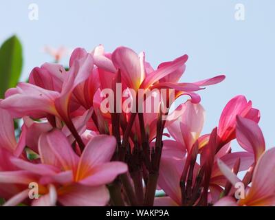 frangipani ping flowers bloom beautifully Stock Photo - Alamy