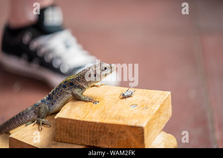 Lizard feeding demonstration.How to Feed Crickets to Reptiles Stock ...