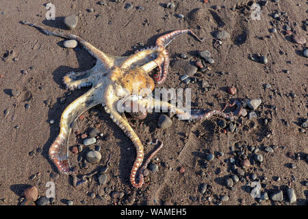 A colorful large octopus climbs along the beach with black volcanic ...