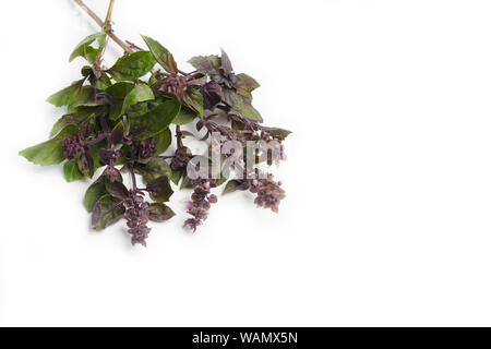 branch of green basil with inflorescences on a white background. Ocimum ...
