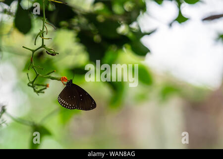 Tropical colorful butterflies in EDINBURGH BUTTERFLY and INSECT WORLD ...