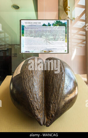 Coco de mer seed (Lodoicea maldivica). This is the largest and heaviest ...
