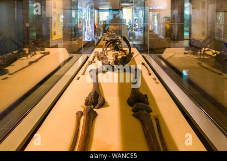 Skeleton of Turkana boy KNM-WT 15000 on display in glass case, Nairobi ...