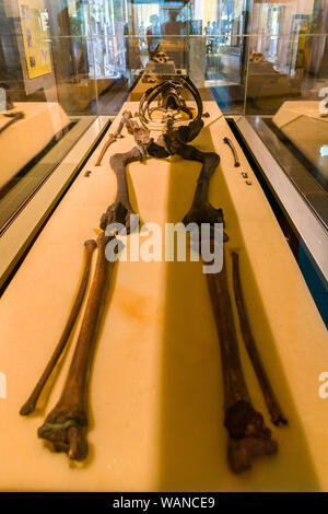 Skeleton of Turkana boy KNM-WT 15000 on display in glass case, Nairobi ...