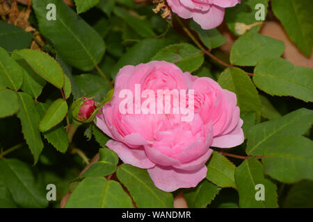 Pink Portland rose (Rosa) Comte de Chambord blooms in a garden in June ...