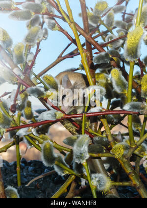 Blossoming branches with fluffy yellow buds close-up on spring sunny ...