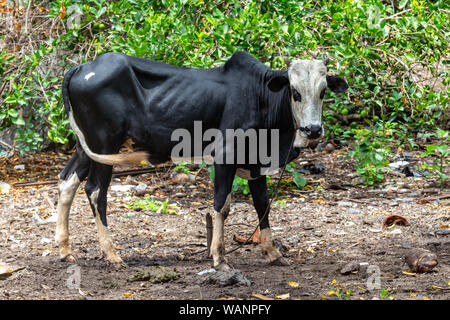 Lean cow in a Village at Lokobe nature strict reserve in Madagascar ...