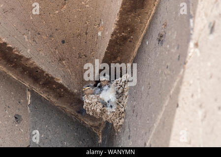 Common Swift (Apus apus) two chicks, at nest in building, Sussex ...