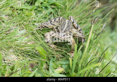 Long-legged Wood Frog/ Caucasus Frog (Rana macrocnemis Stock Photo - Alamy