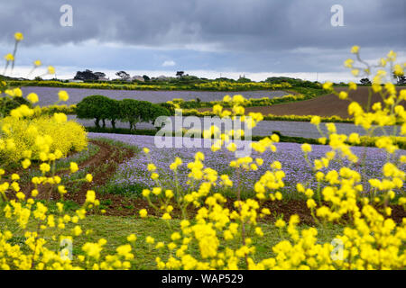 Yellow bedstraw Galium verum and red clover Trifolium pratense ...