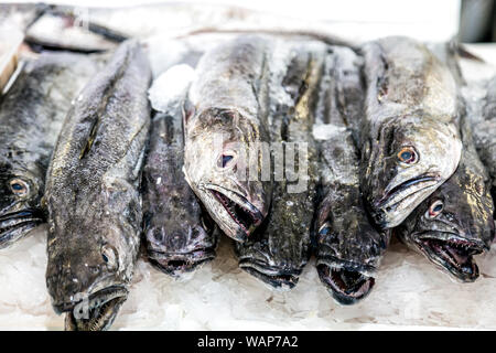 Fresh whole hake fish on ice on a market stall in Mercado San Miguel in ...