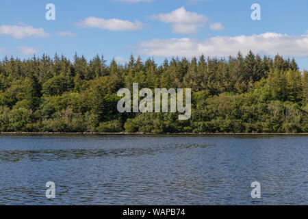 Forest around Lough Corrib lake, Cong, Mayo, Ireland Stock Photo - Alamy