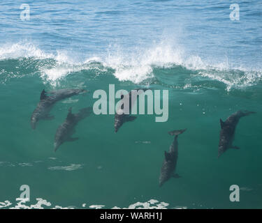 Bottlenose Dolphin swimming in the harbour, closeup, in the wild Stock ...