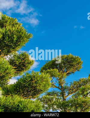 A low angle of a big leafy tree with extensive branches against the ...