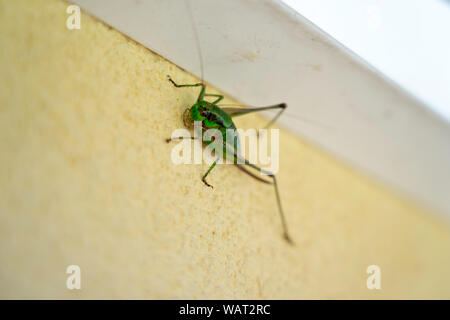 Bugs life (grasshopper Stock Photo - Alamy