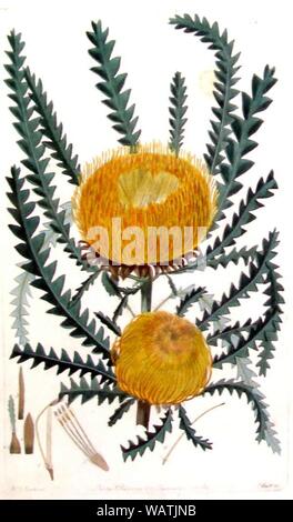 'Dryandra Formosa' from the 'Flora Australasica' collection depicts a ...