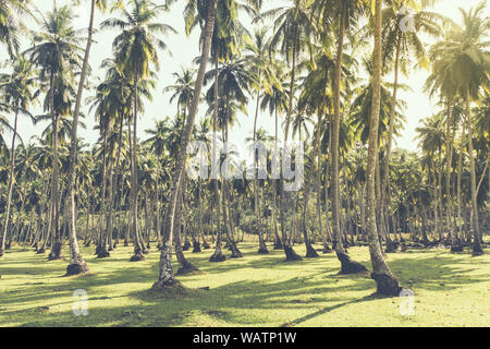 Park of coconut trees with long trunks. palm trees in tropical park ...