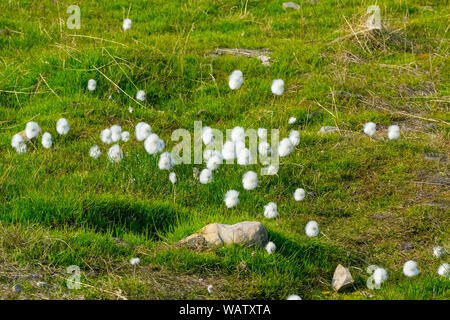 SPITSBERGEN SVALBARD NORWAY ARCTIC COTTON PLANT FLORA Stock Photo - Alamy