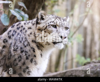 Alert and watchful adult snow leopard in sunlight portrait Stock Photo ...