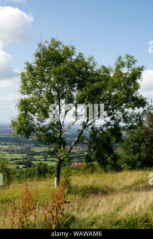 Young ash tree, Fraxinus excelsior, Essex, England, UK Stock Photo - Alamy