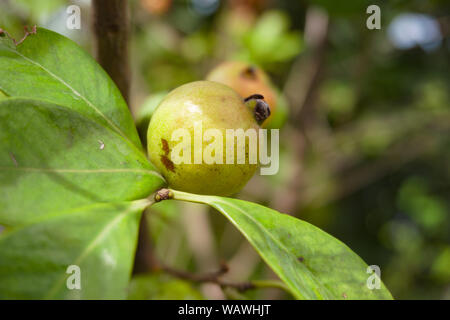 Dumur Tree, Dumur Fruit , Ficus racemosa (Ficus glomerata Roxb.) is a ...