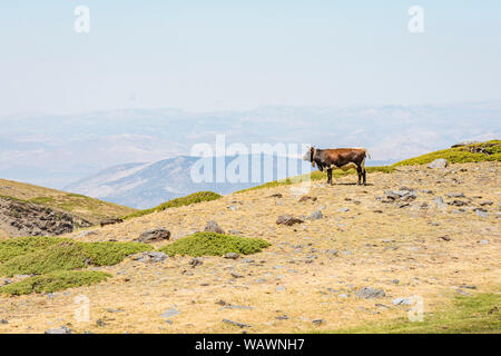 Alpine grasslands with cow, Sierra nevada National Park at 2500m ...