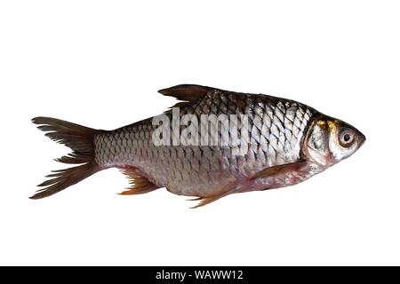 Java barb, Fish isolated on white background , Important aquacultur ...