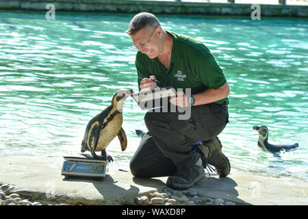 Humboldt penguins are being weighed during the annual weigh-in at ZSL ...
