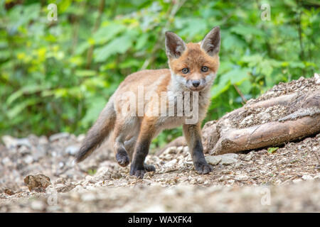 Nature, Switzerland, Wild, Fox, Vulpes vulpes, Red Fox, 30077750 Stock ...