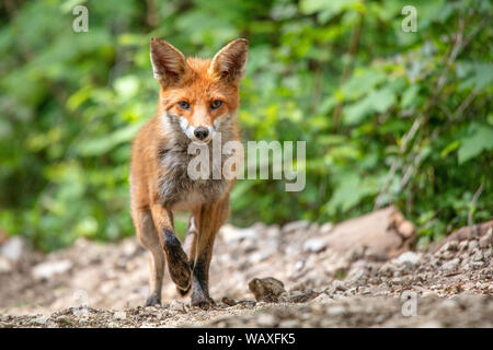 Nature, Switzerland, Wild, Fox, Vulpes vulpes, Red Fox, 30077755 Stock ...