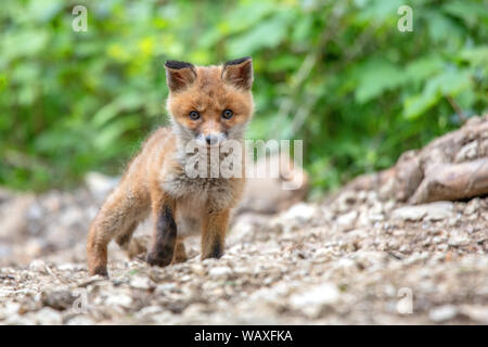 Nature, Switzerland, Wild, Fox, Vulpes vulpes, Red Fox, 30077755 Stock ...
