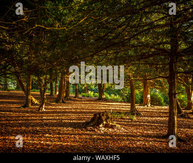 Fall leaves ground forest autumn Stock Photo - Alamy