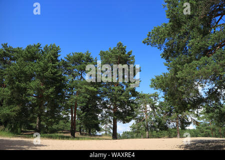 A beautiful scenery of pine forest on a misty day against a mountain ...