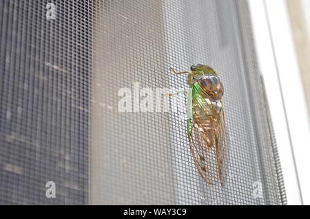 Biggest Fly In The World