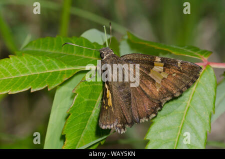 Hoary Edge, Cecropterus lyciades Stock Photo - Alamy