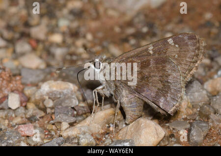 Outis Skipper, Cogia outis Stock Photo - Alamy