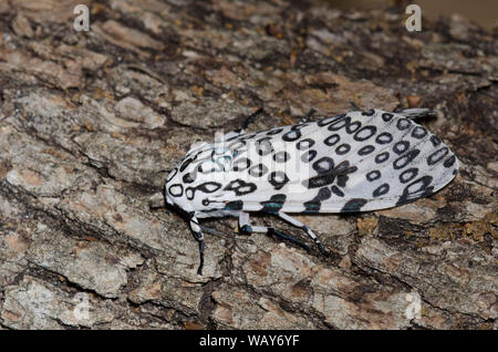 Giant Leopard Moth - Hypercompe scribonia Stock Photo - Alamy