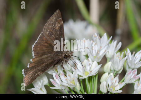 Funereal Duskywing, Gesta funeralis, male on white sweet clover ...