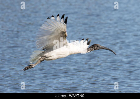 Australian White Ibis in flight Stock Photo - Alamy