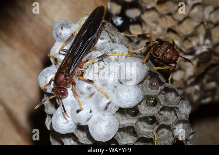 Paper Wasps, Polistes annularis, on nest Stock Photo - Alamy