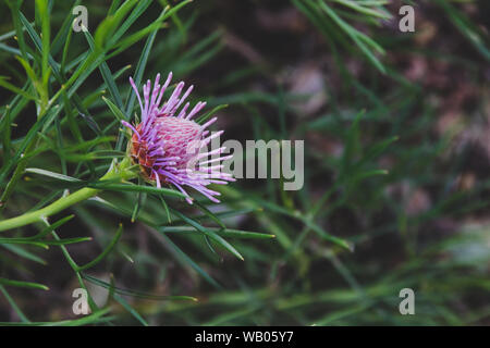 native Australian bush plant isopogon candy cone with pink blossoms ...