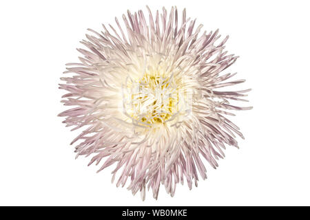 Aster Needle Unicum White flower isolated on black Stock Photo - Alamy