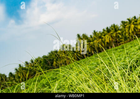Palm grove. Tropical country. Landscape. mountain islands on the ...