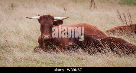 Red Ruby cows Stock Photo - Alamy