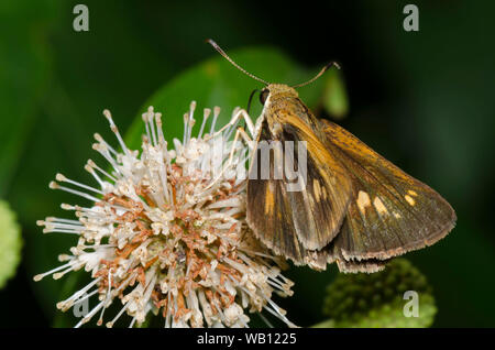 Broad-winged Skipper (Poanes viator Stock Photo - Alamy