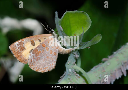 Harvester, Feniseca tarquinius, female ovipositing in Woolly Maple ...